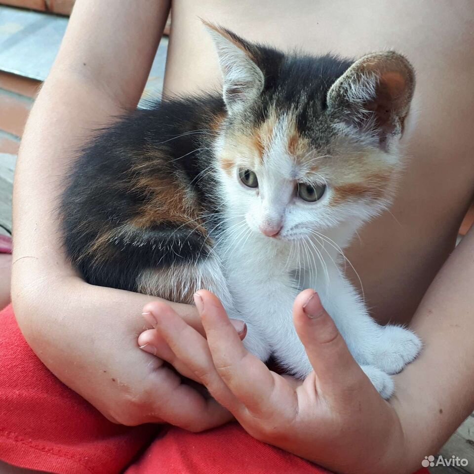 Котёнок