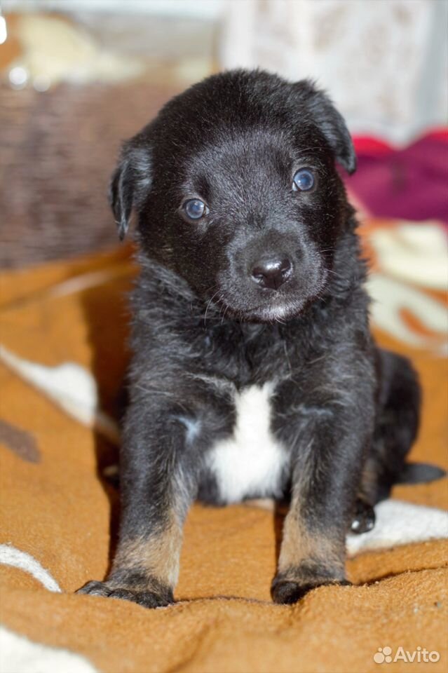 Крошка-дворяночка Сарра бесплатно в добрые руки