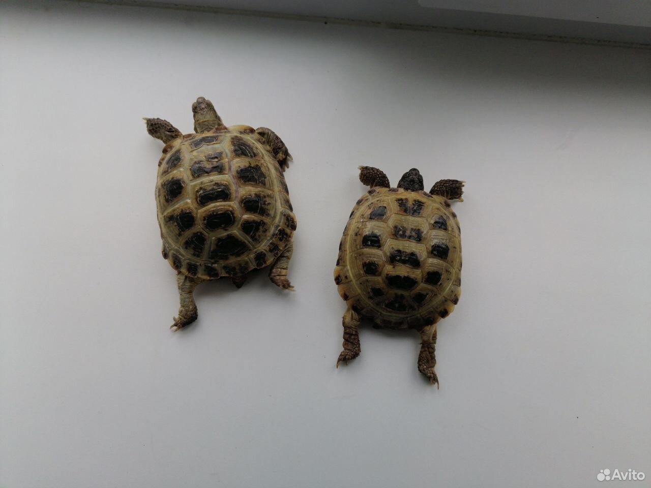 Сухопутная черепаха