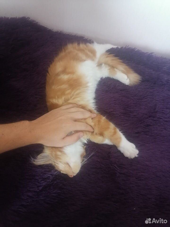 Кот мэйкун 4 месяца