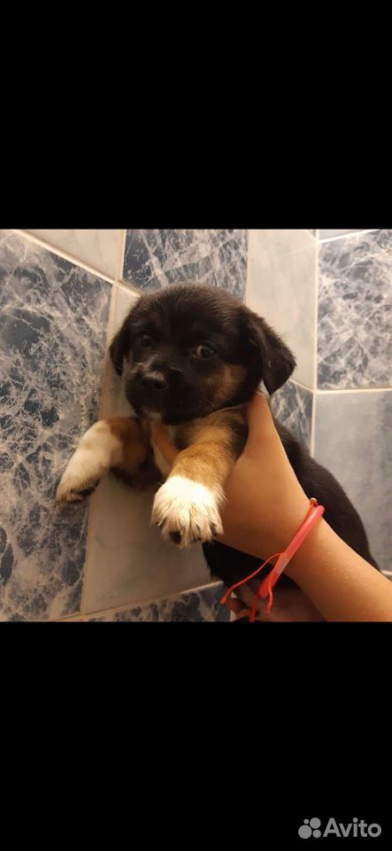 Милашки щенки, Мальдивская болонка