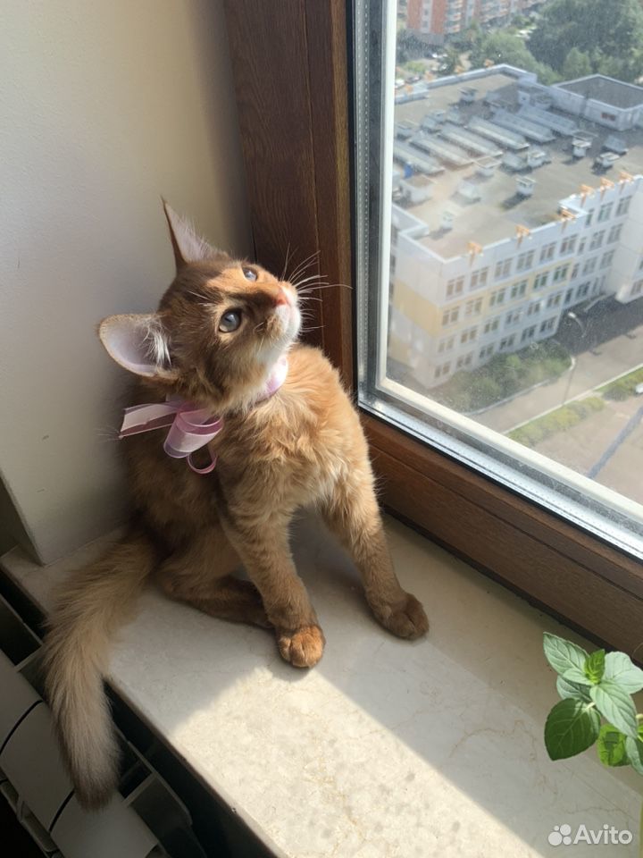 Сомалийский котёнок, девочка