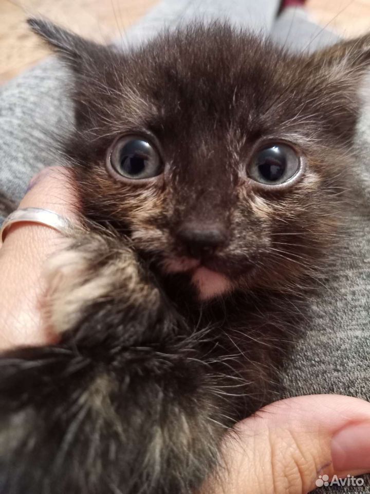 Котята котенок