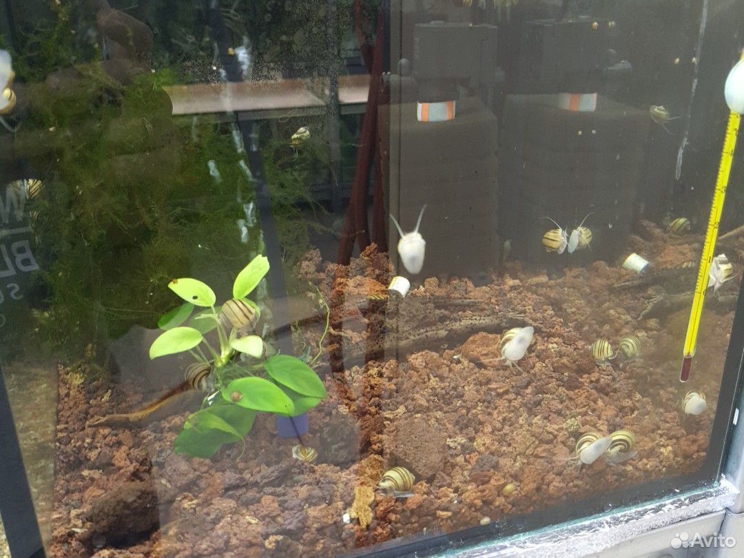 Улитка спикси