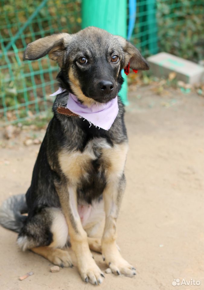 Щенок в хорошие руки