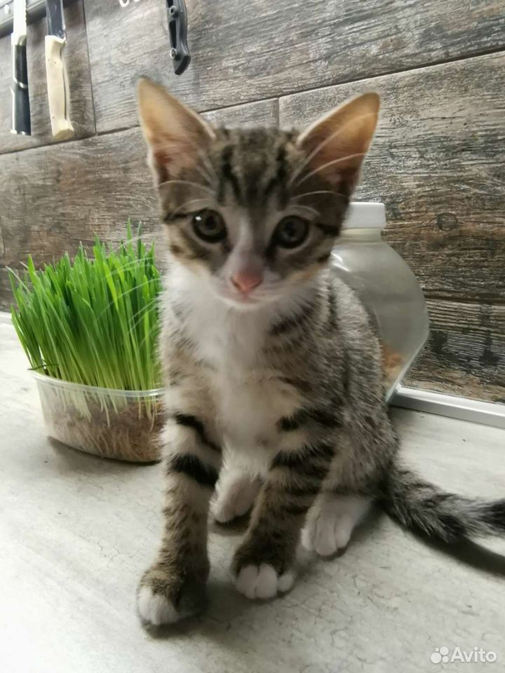 Кошка