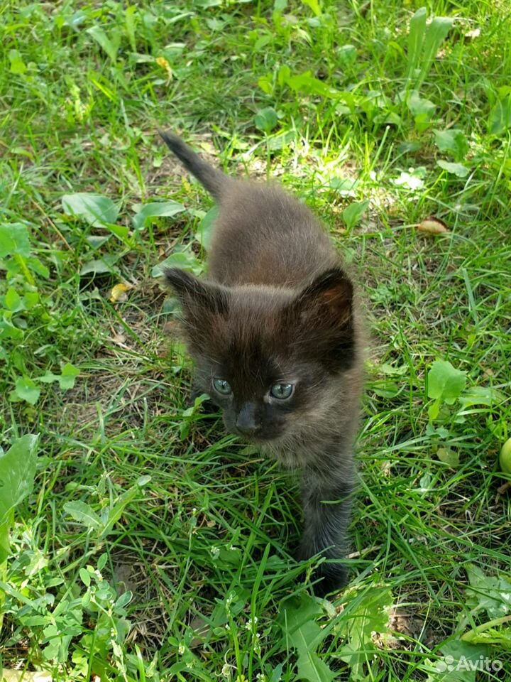 Шикарный кот в добрые руки