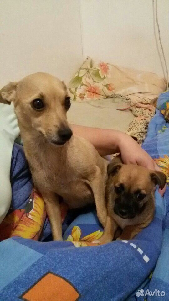 Отдам щенка