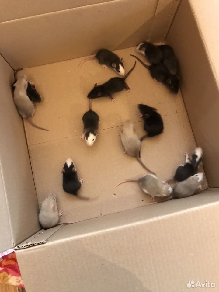 Крысята дамбики и классические