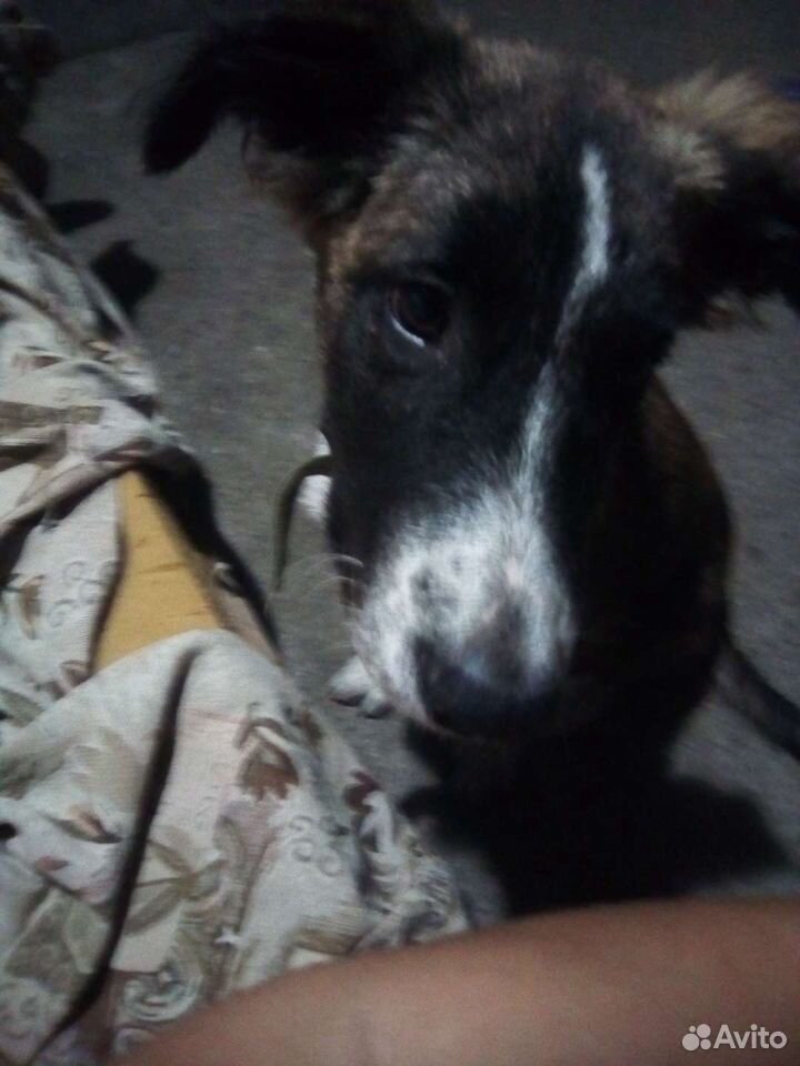 В добрые руки кавказца