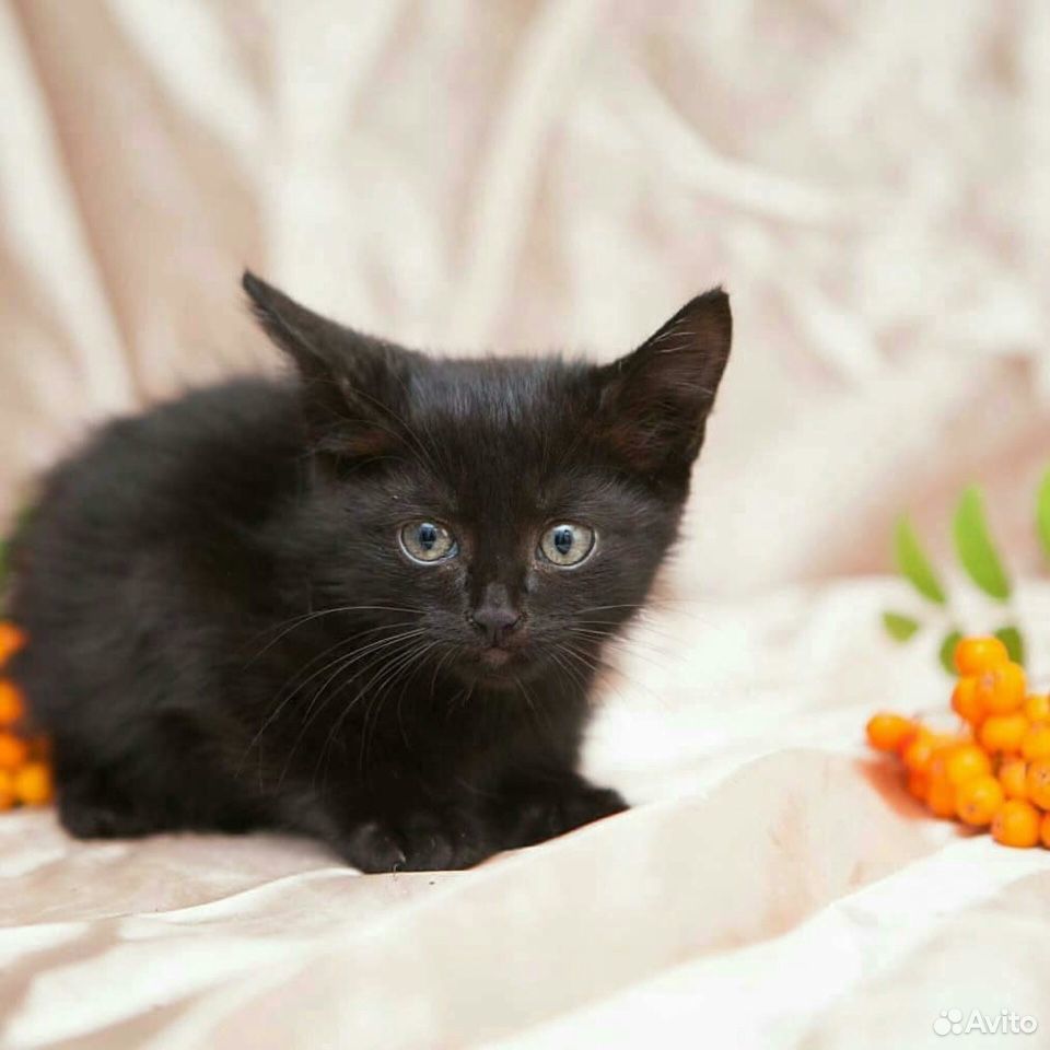 Умный черный котёнок
