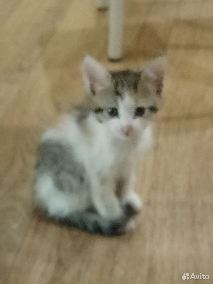 Животные, котята