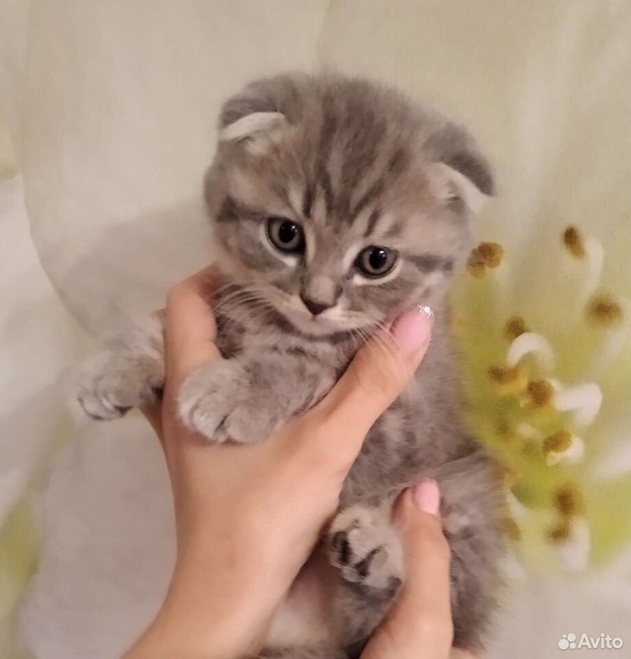 Шотландский вислоухий котенок