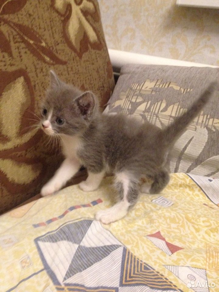 Котёнок