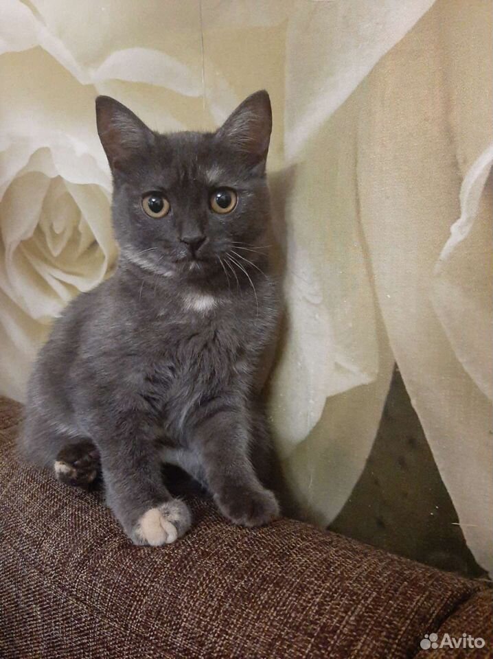 Кошка