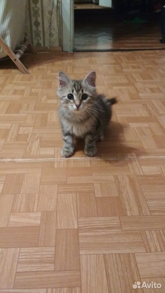 Котёнок Китти в добрые руки