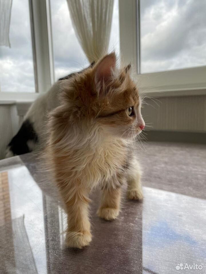 Сибирский котенок девочка в дар 2 мес