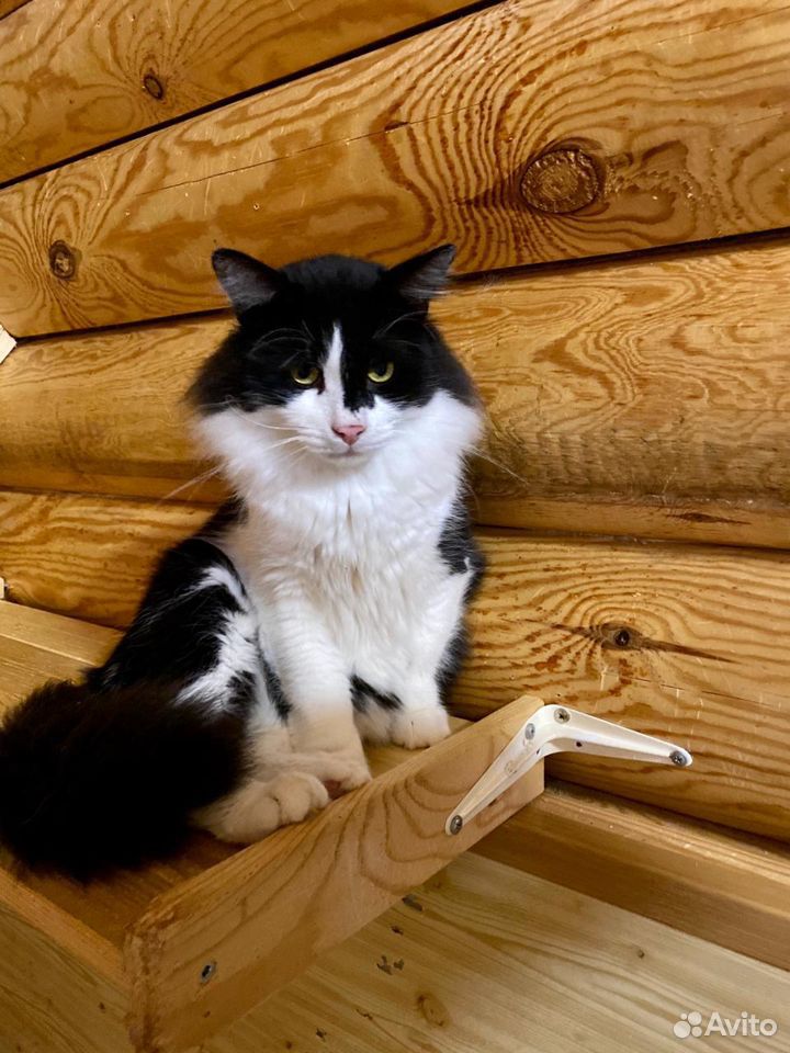 Дон Карлеоне. Лесной приют