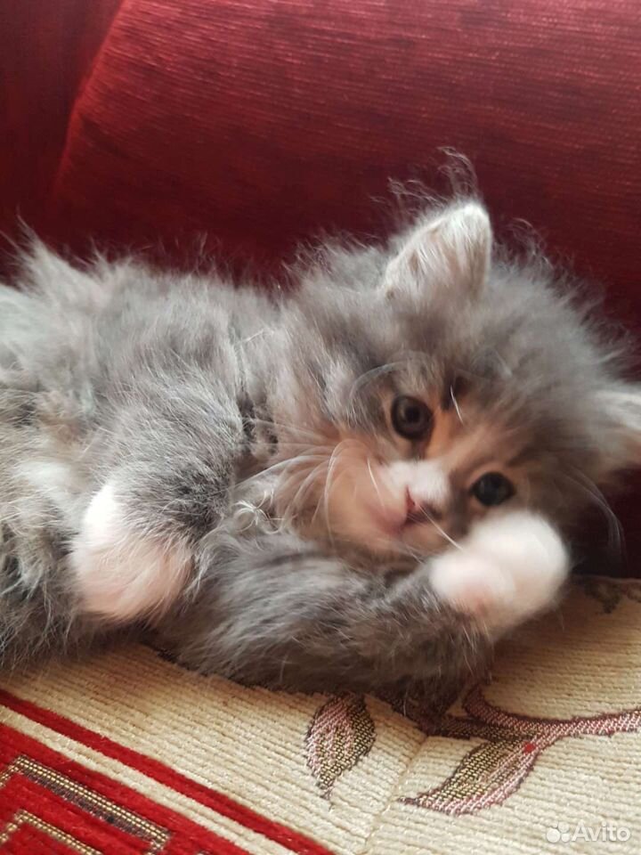 Пепельная кошечка