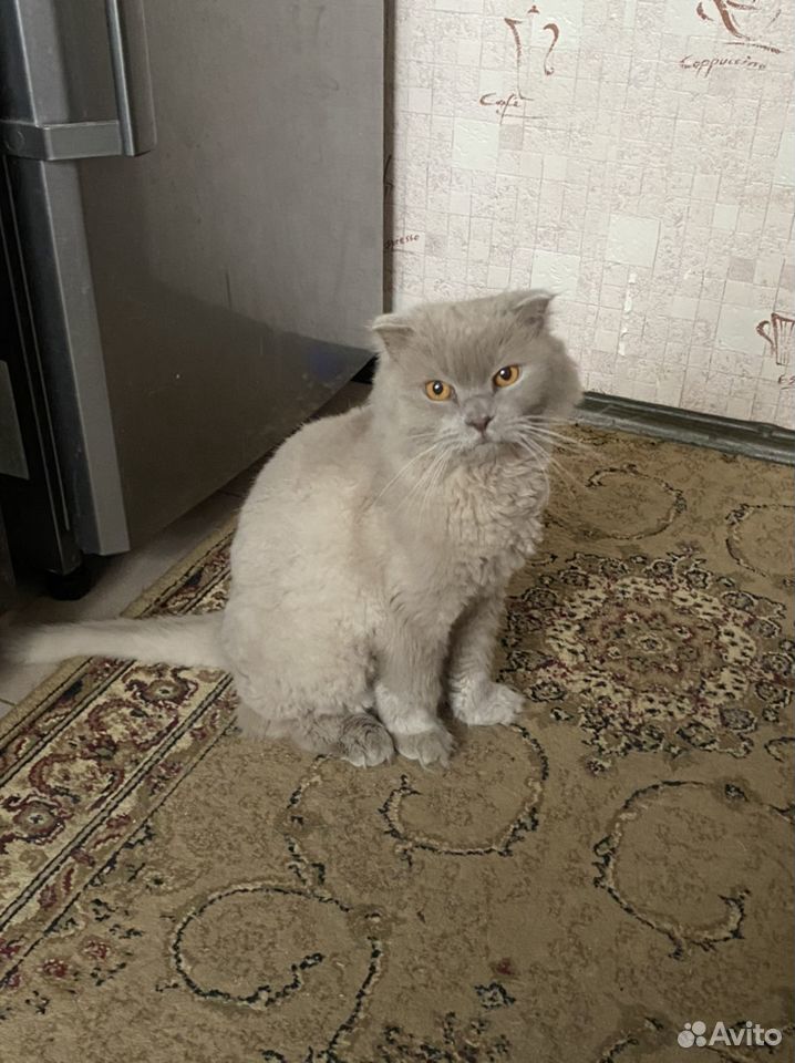 Кот в добрые руки
