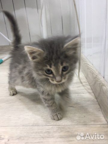 Котёнок