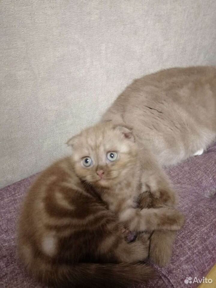 Шотландская