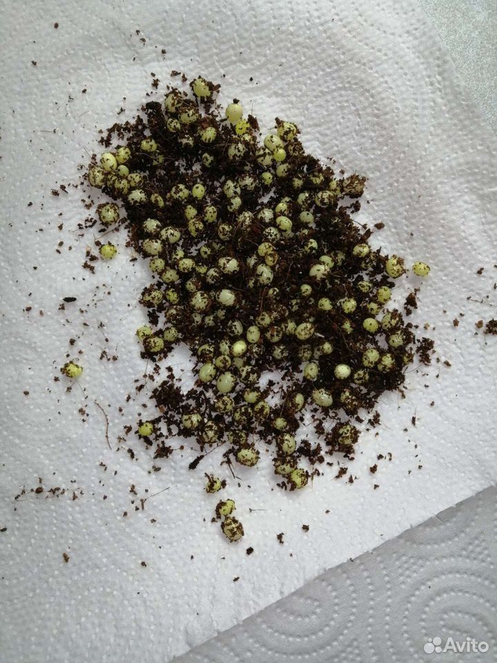 Улитки ахатины