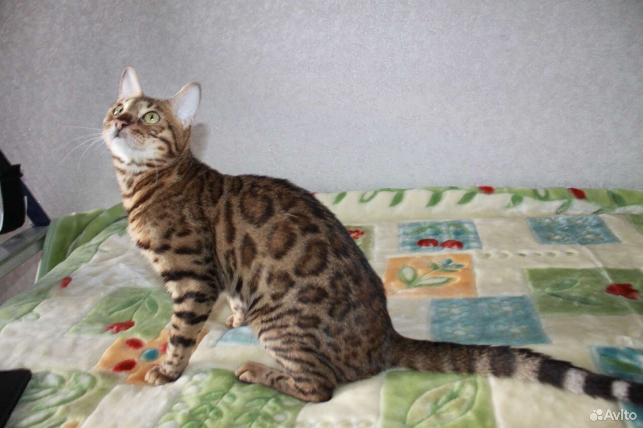 Бенгальская красотка