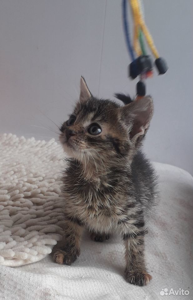 Малышка Мотя ищет дом