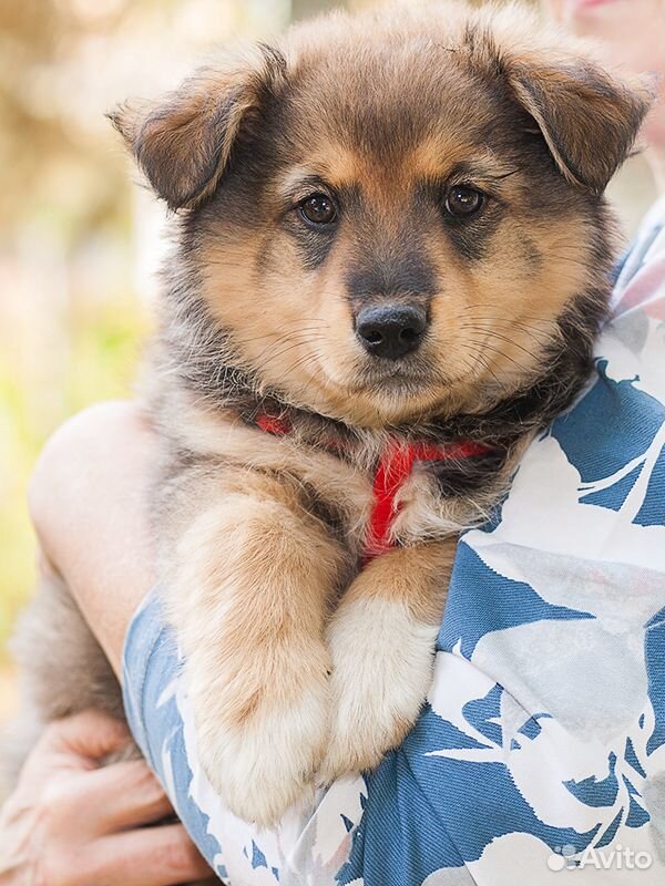 Милашка Триша в дар