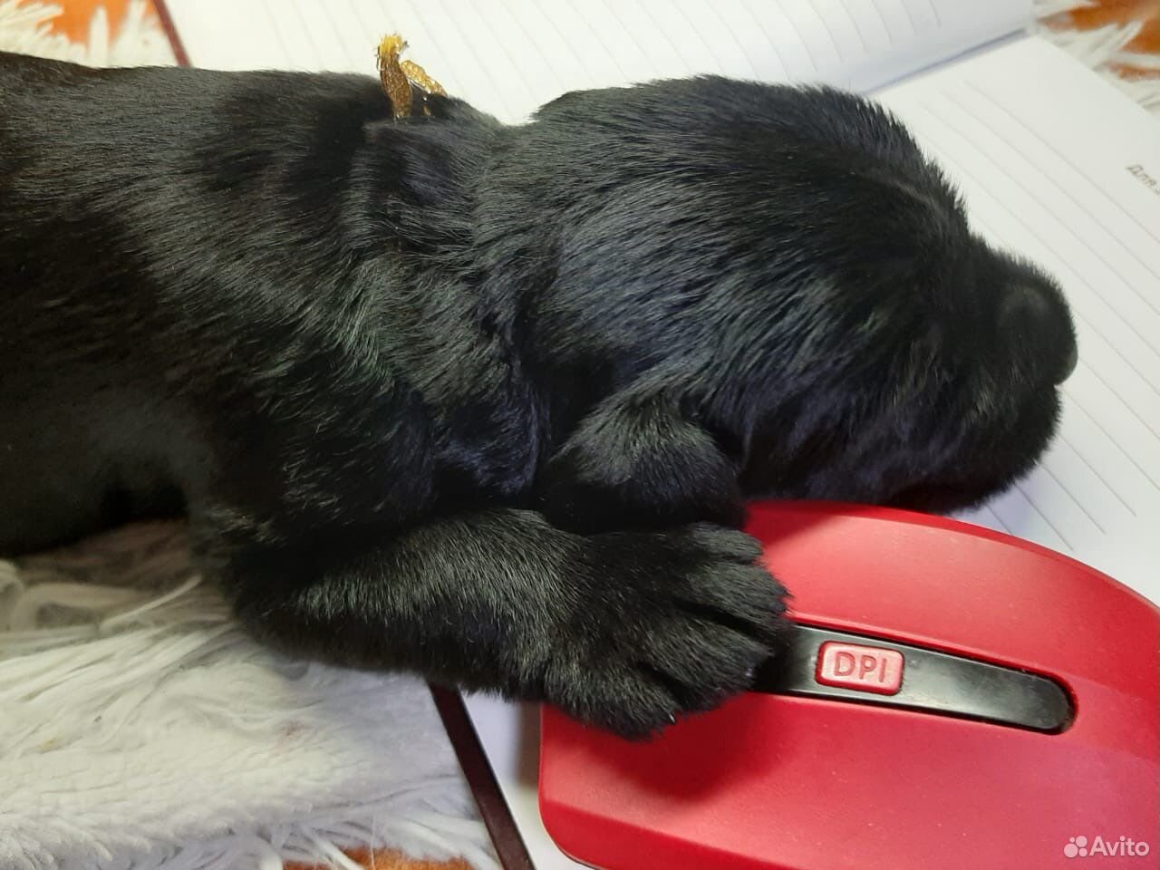 Ризеншнауцер