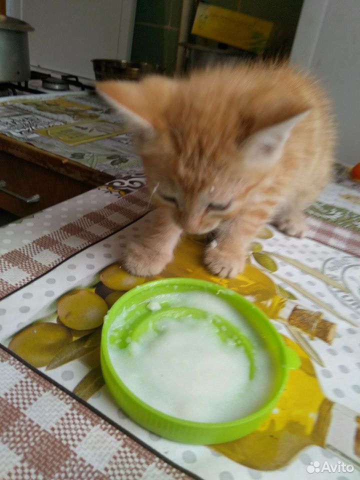 Котик, 1месяц