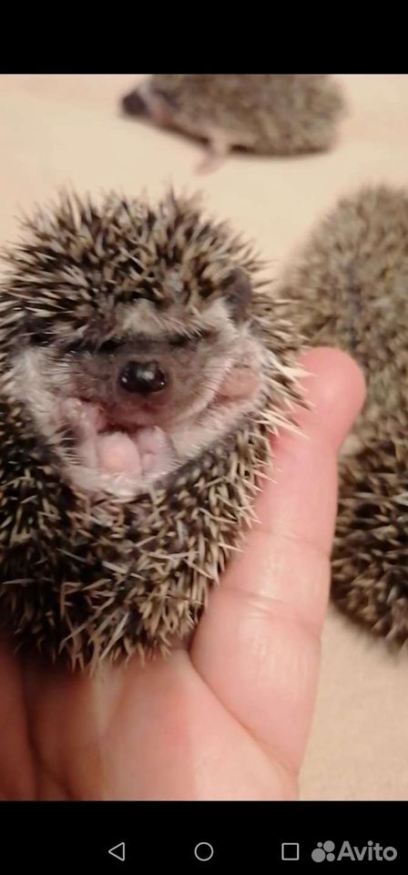 Ёжонок девочка