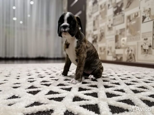 Тигровые щенки Немецкого Боксёра