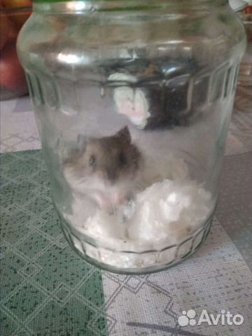 Хомяк джунгарик самец