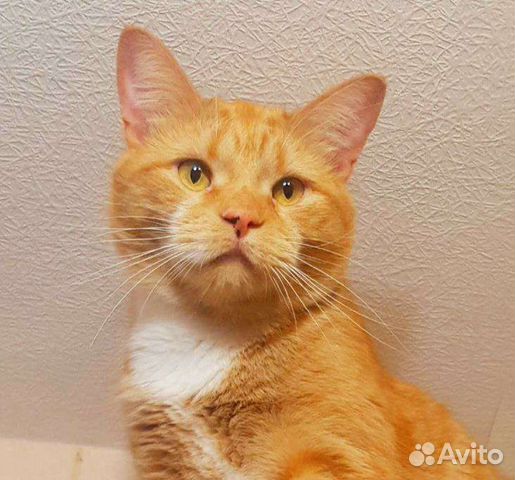 Фишер апельсинчик