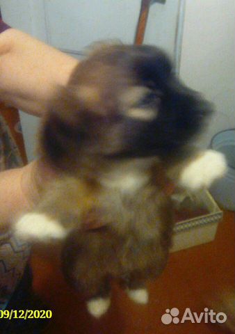 Щенки таксы и шпица