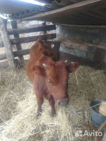 Продается телка 8 месяцев