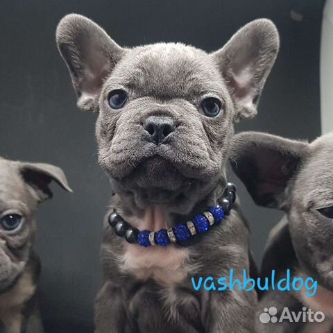 Три мальченка готовы к переезду