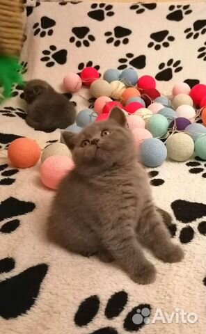 Британские котята