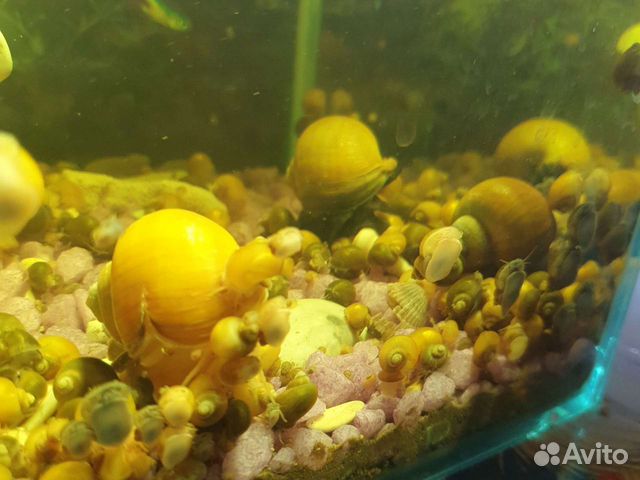 Улитки ампулярии большие и маленькие