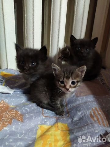 Пестрые котята к Новому Году