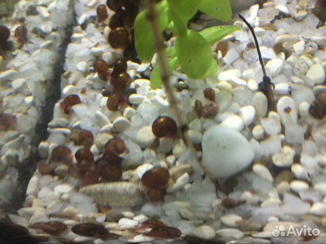 Улитка Катушка роговая Красная