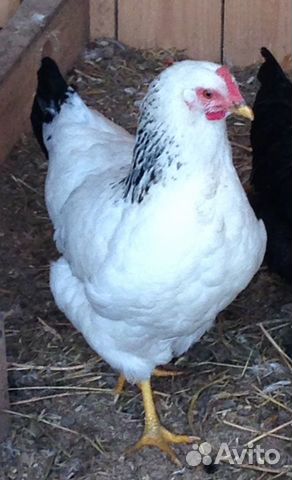 Куры несушки