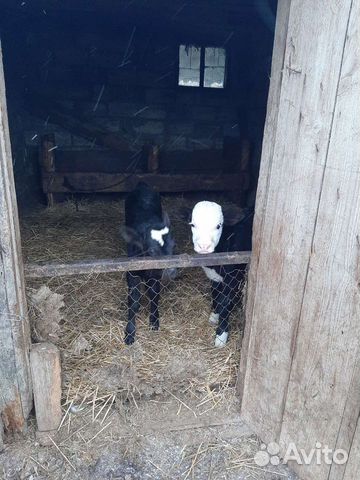 Бычок и телочка