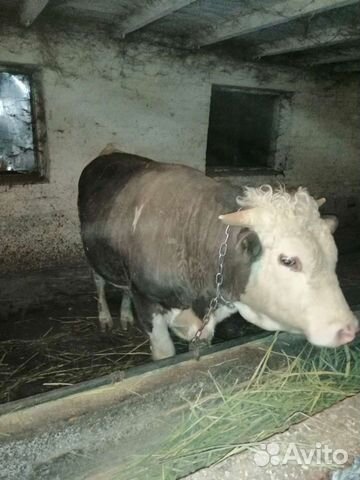 Продажа крс