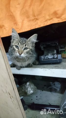 Котики