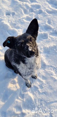 Черныш ищет дом