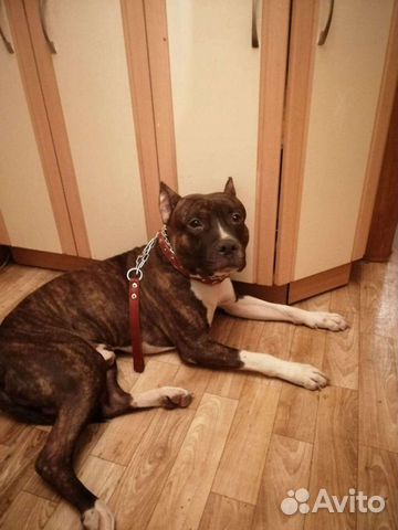 Стаффорд вязка