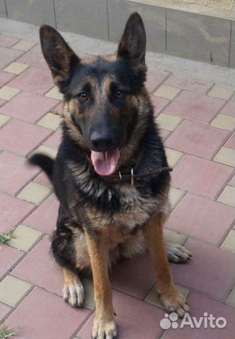 Метиска немецкой овчарки Тайга в дар